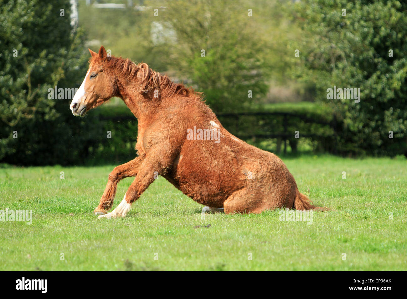 Cheval assis Banque de photographies et d’images à haute résolution - Alamy