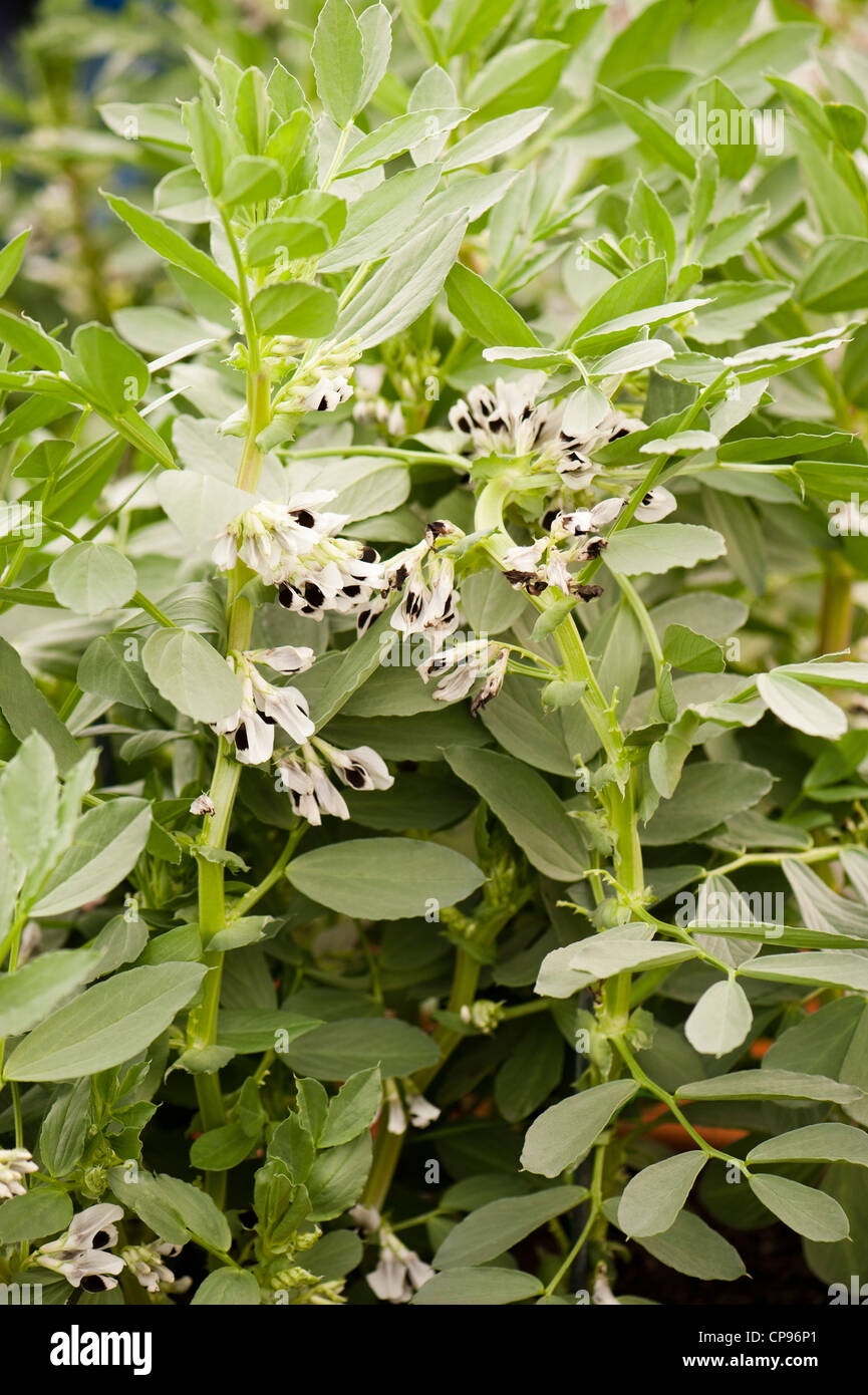 Fava bean vicia faba Banque de photographies et d’images à haute ...
