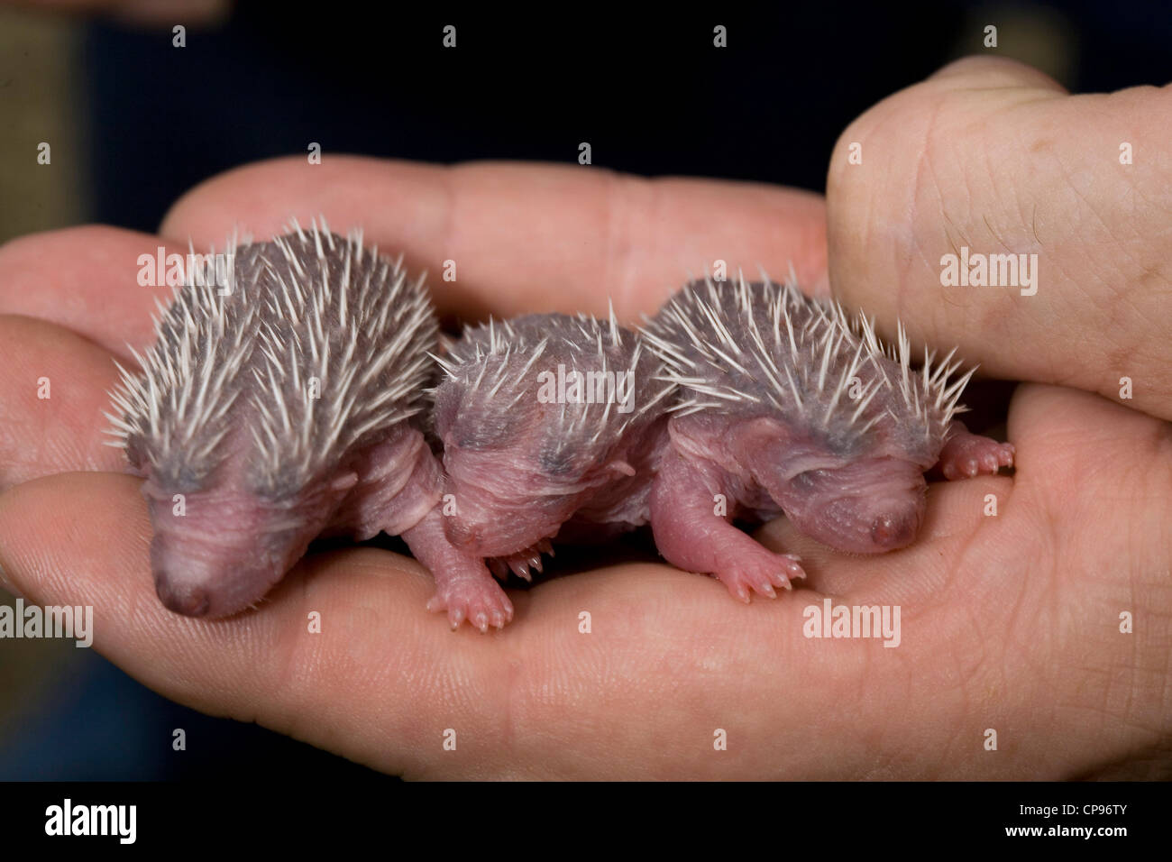 Baby hedgehogs Banque de photographies et d’images à haute résolution ...