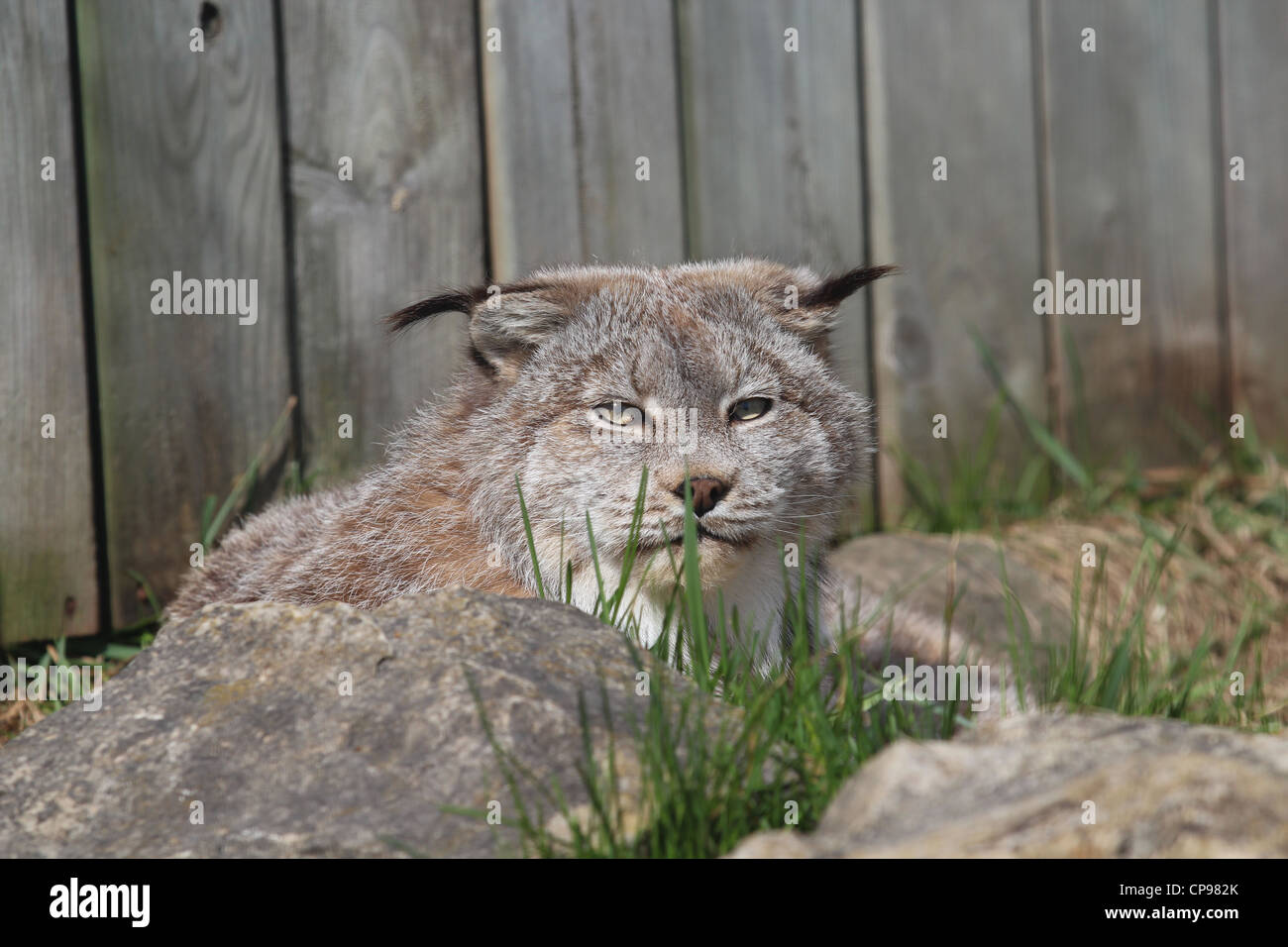 Loup cervier Banque de photographies et d’images à haute résolution - Alamy