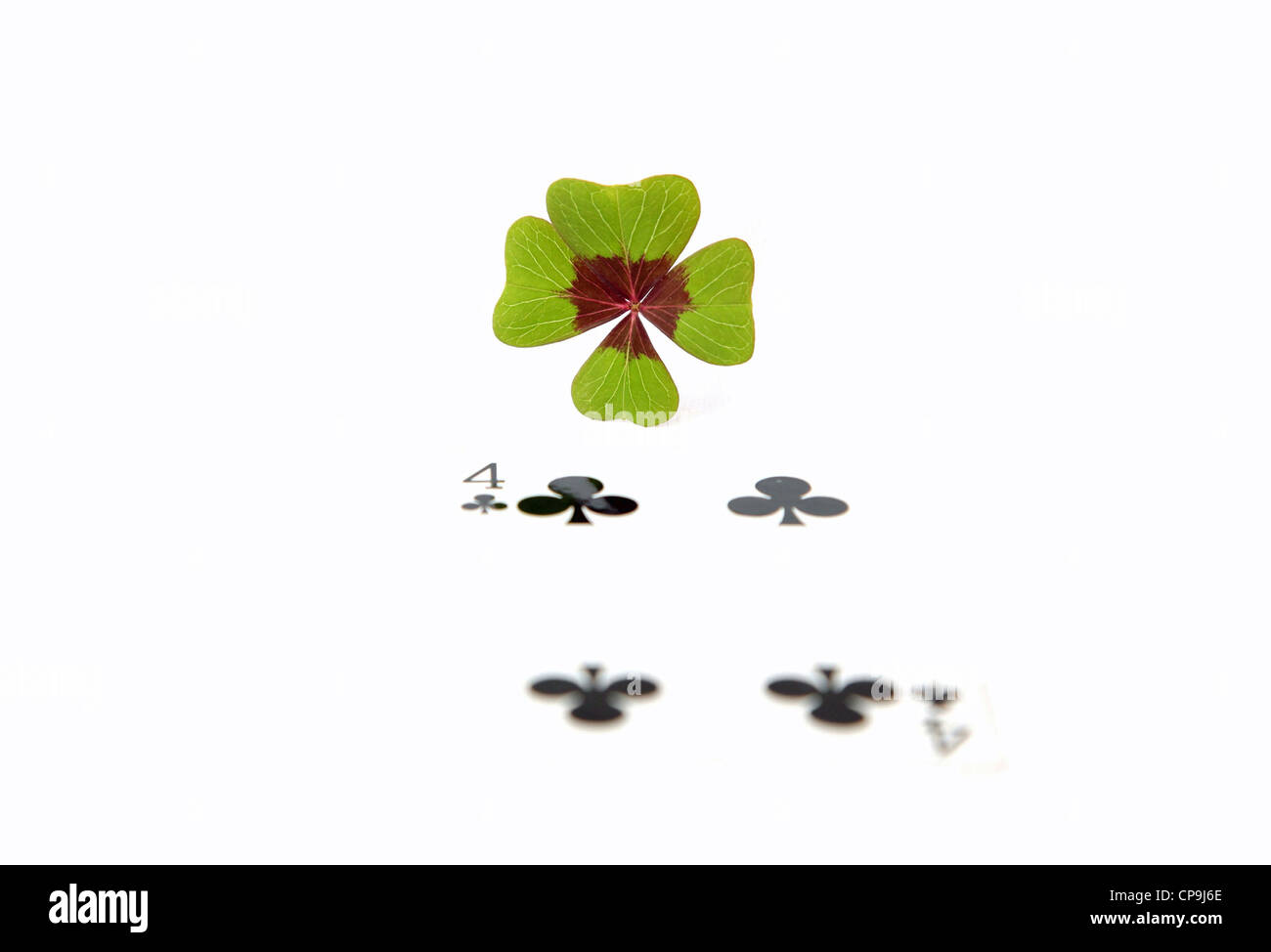 Un trèfle à quatre feuilles pour la bonne chance Photo Stock - Alamy