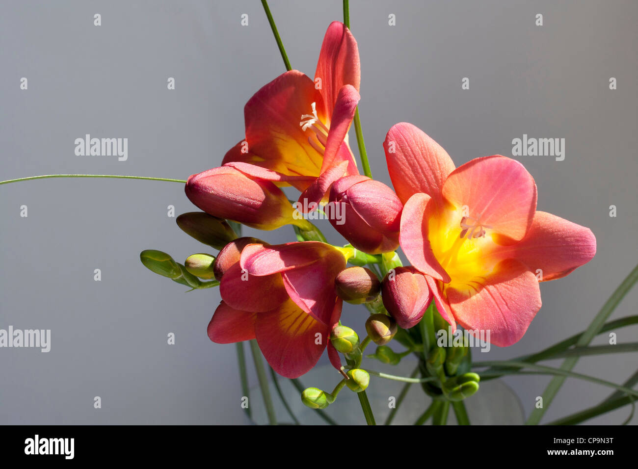 Freesia rouge jaune Banque de photographies et d’images à haute ...