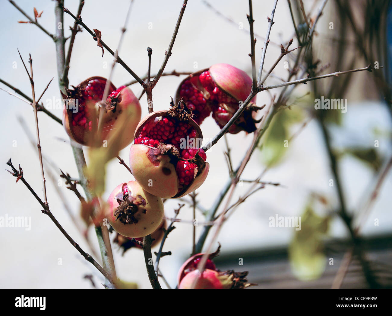 Fruit Qui Pousse Sur Les Arbres Banque d'image et photos - Alamy