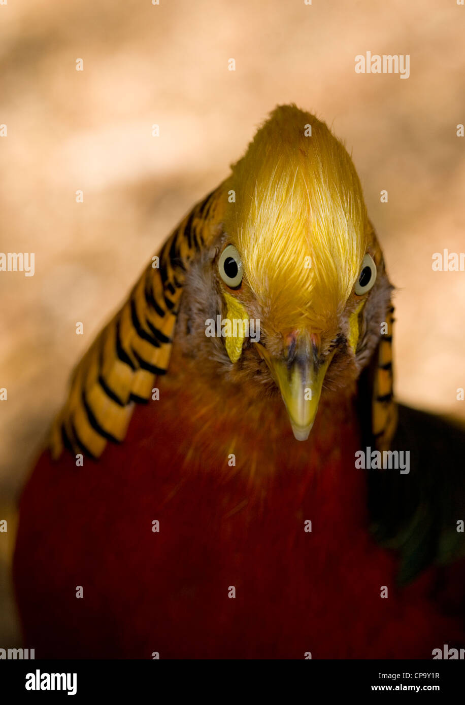 Faisan doré Banque de photographies et d’images à haute résolution - Alamy