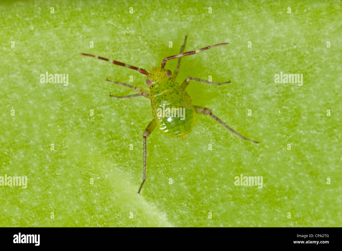 Bug mignon Banque de photographies et d’images à haute résolution - Alamy