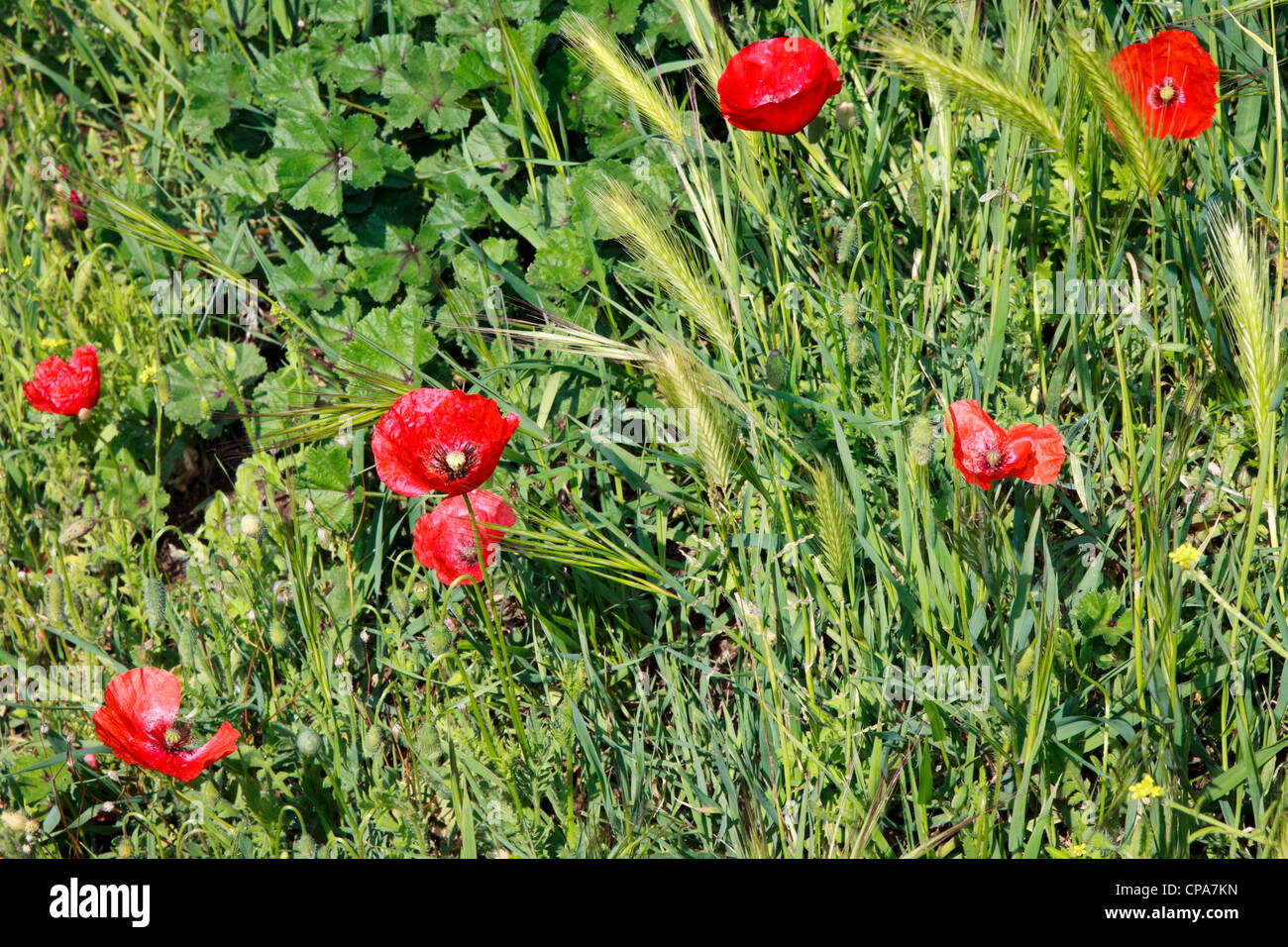 Coquelicots pavot fleurs rouges toscane sauvage Banque de photographies ...