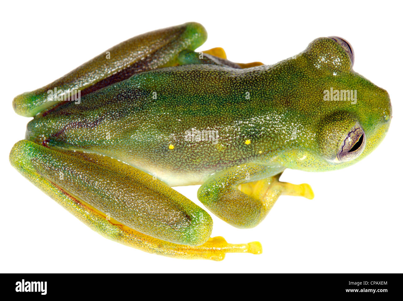 Grenouille Transparente