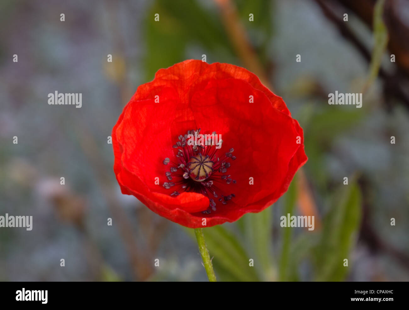 Marguerite rouge Banque de photographies et d’images à haute résolution ...