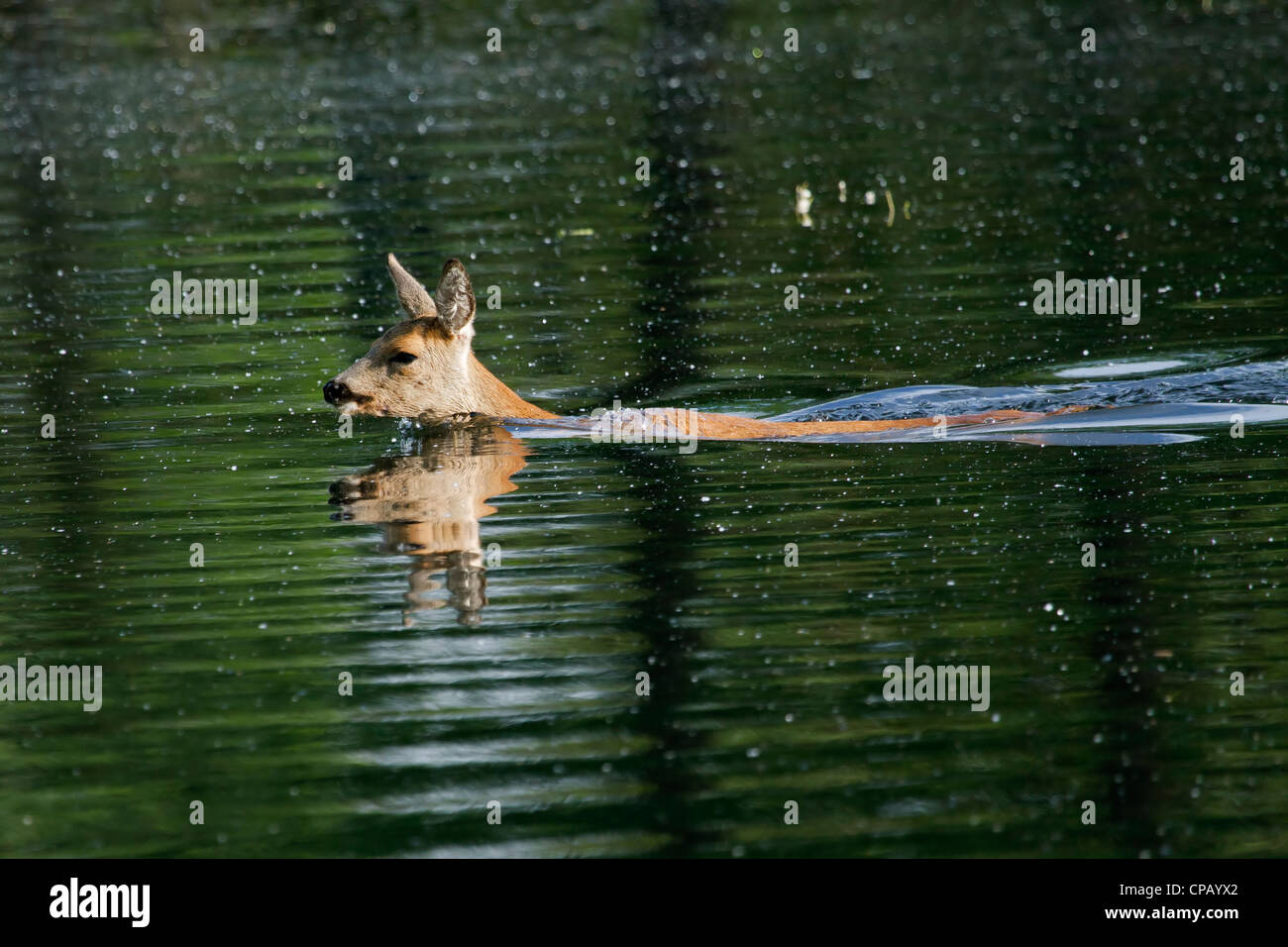 Chevreuil au ruisseau Banque de photographies et d’images à haute ...