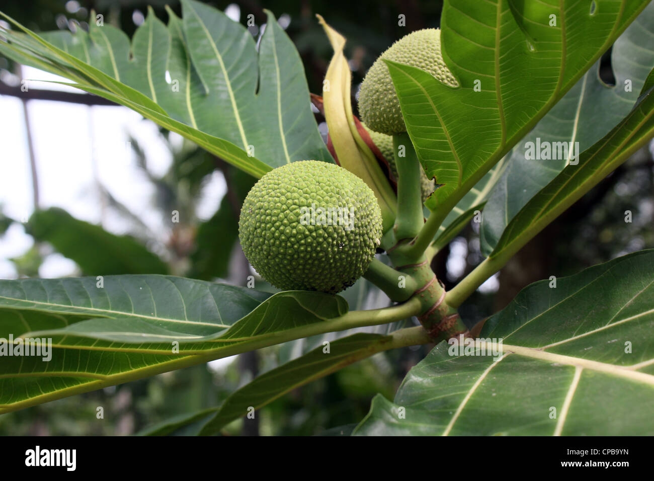 Breadfruit artocarpus altilis Banque de photographies et d’images à ...