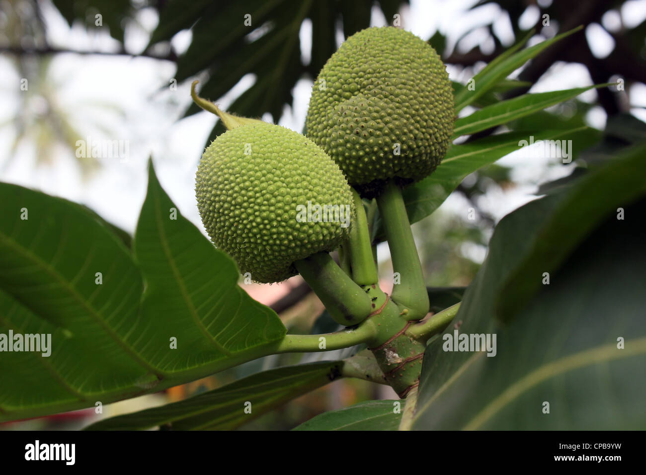 L'arbre à pain (Artocarpus altilis Photo Stock - Alamy