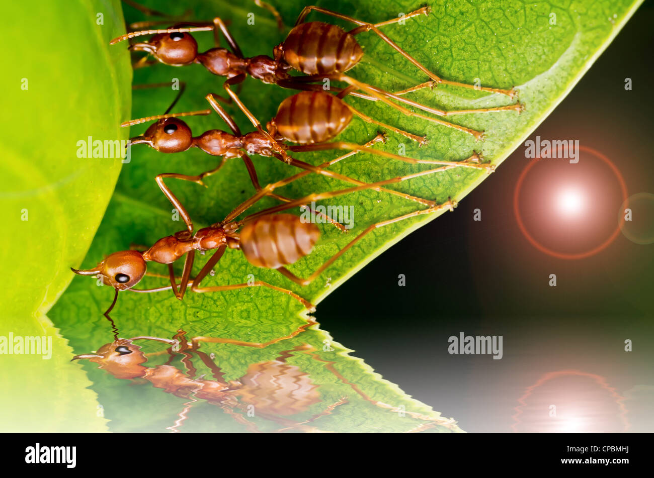 Les fourmis rouges le travail d'équipe dans la construction d'accueil ...