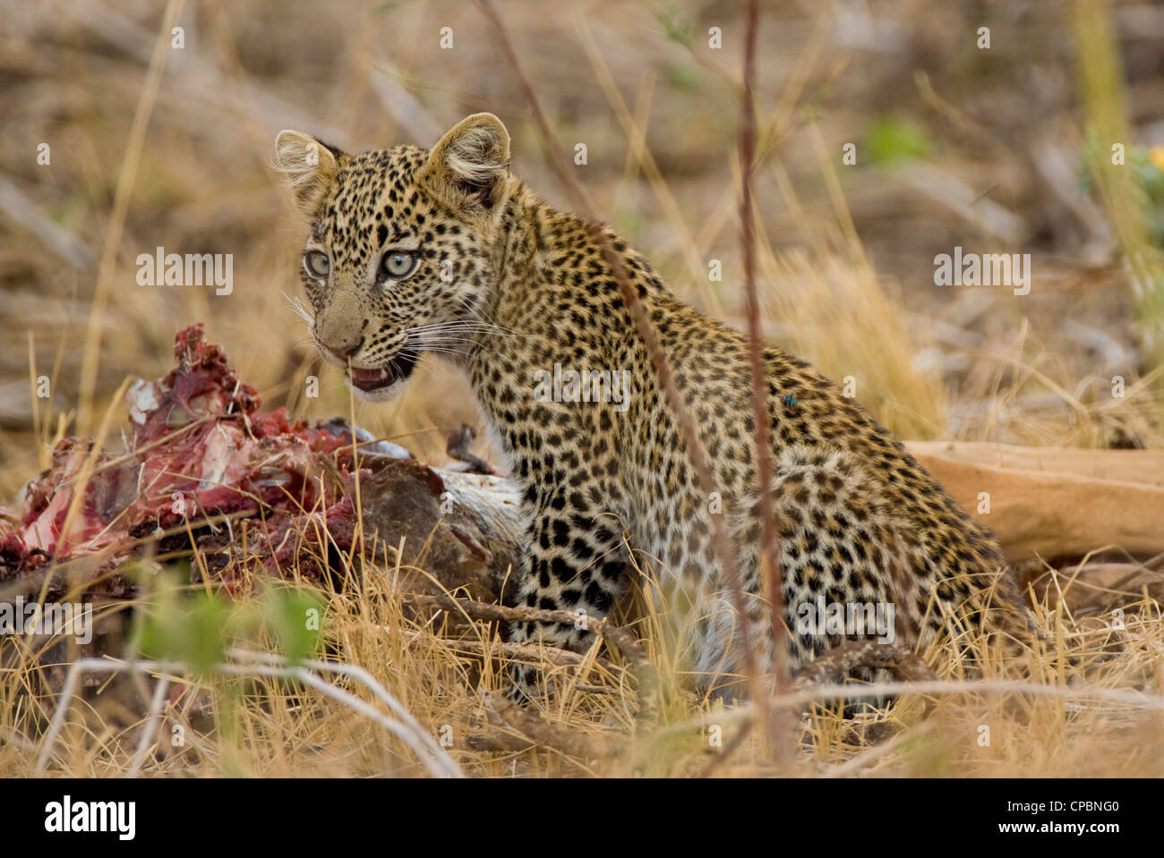 Leopard eating Banque de photographies et d’images à haute résolution ...