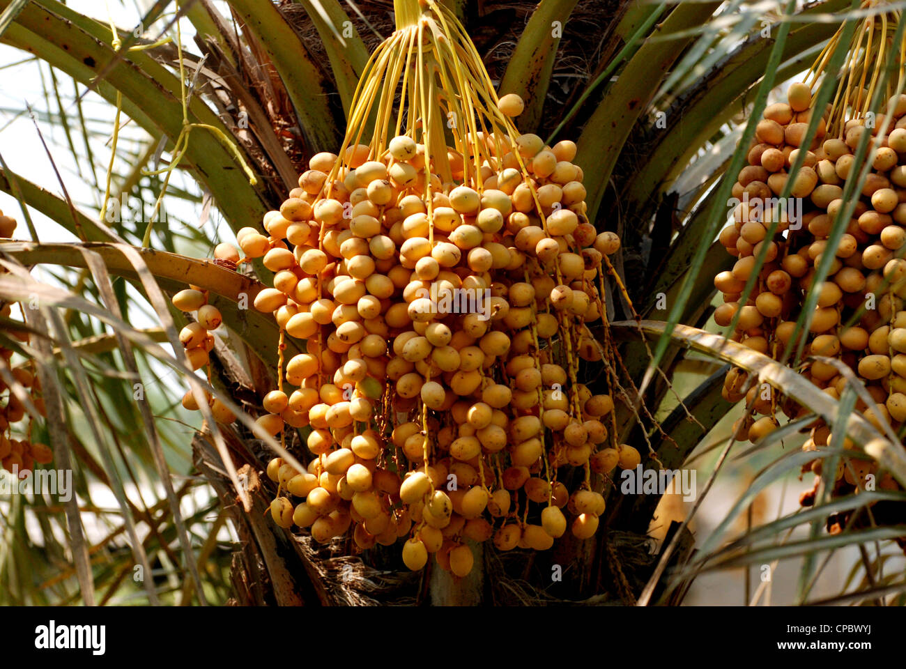 Dates sur un arbre Banque de photographies et d’images à haute ...