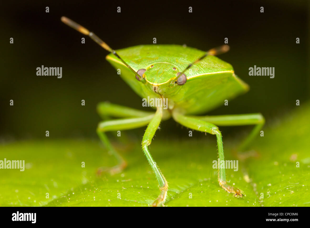 Green stink bug Banque de photographies et d’images à haute résolution ...
