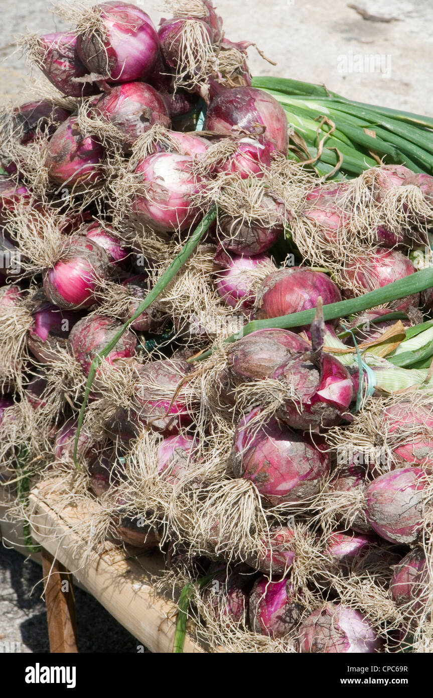 Oignons Oignons rouges cultures récolte des légumes frais légumes sweet ...