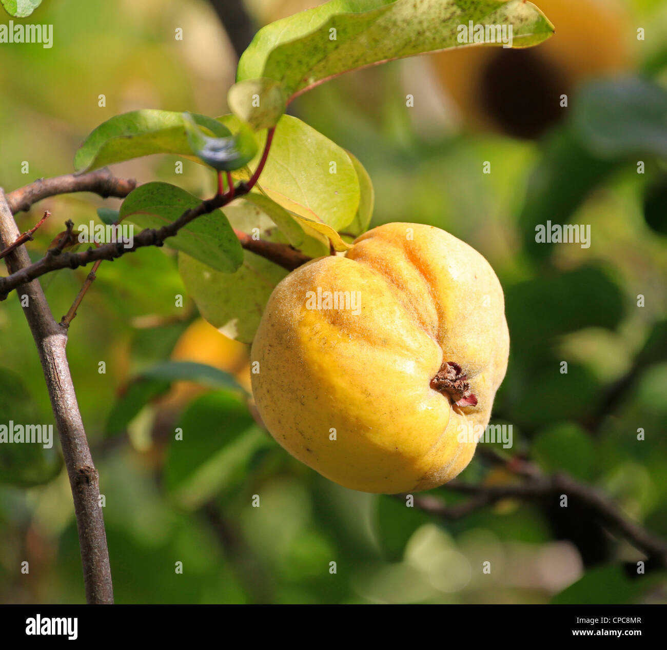 Quince tree Banque de photographies et d’images à haute résolution - Alamy