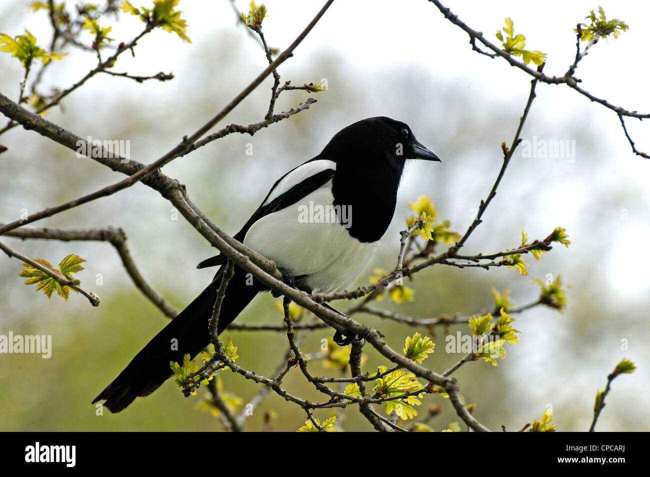 Pie Dans Un Arbre Banque d'image et photos - Alamy
