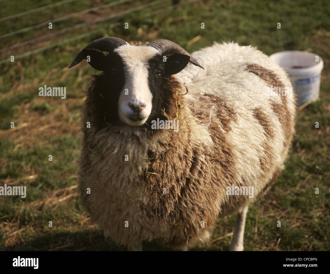 Jacobs sheep and lambs Banque de photographies et d’images à haute ...