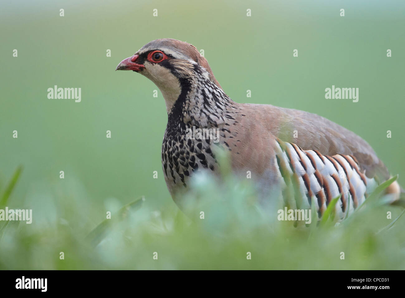 Oiseau pattes rouges Banque de photographies et d’images à haute ...