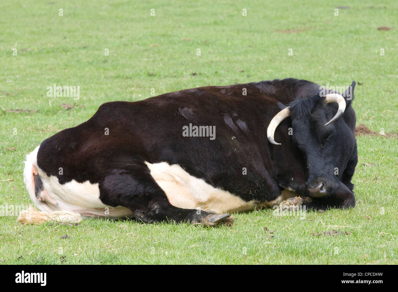 Vache pondeuse Banque de photographies et d’images à haute résolution ...