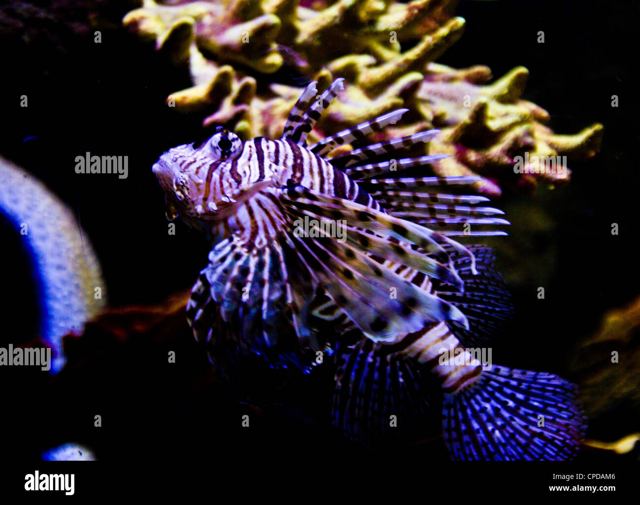 Gros poisson lion de mer Banque de photographies et d’images à haute ...