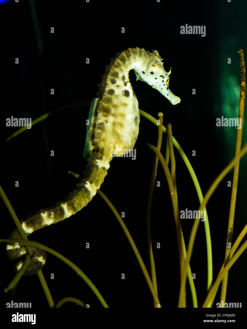 Cheval marin Banque de photographies et d’images à haute résolution - Alamy
