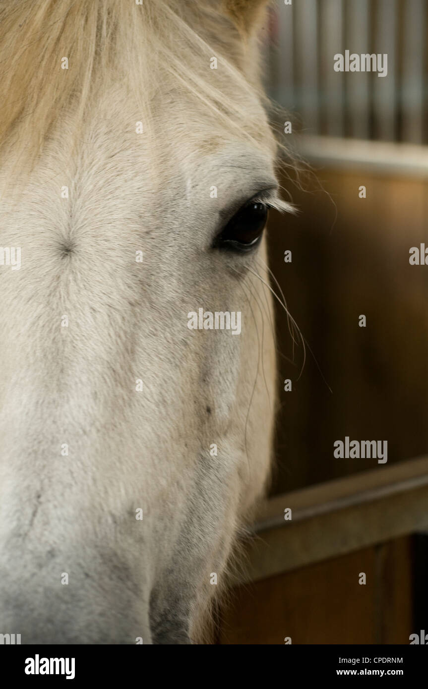 Visage de cheval Banque de photographies et d’images à haute résolution ...