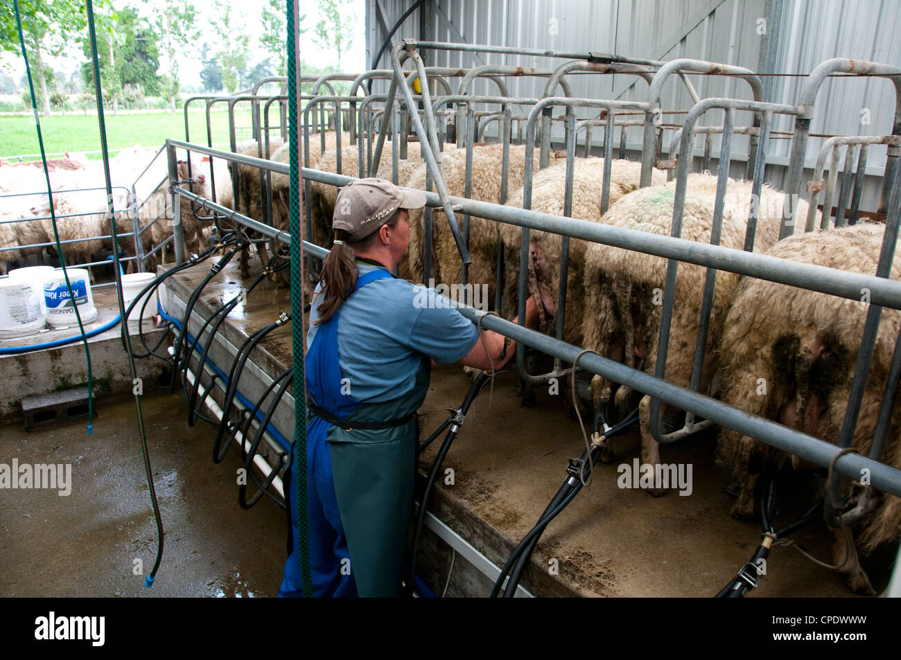 Cheese new zealand Banque de photographies et d’images à haute ...