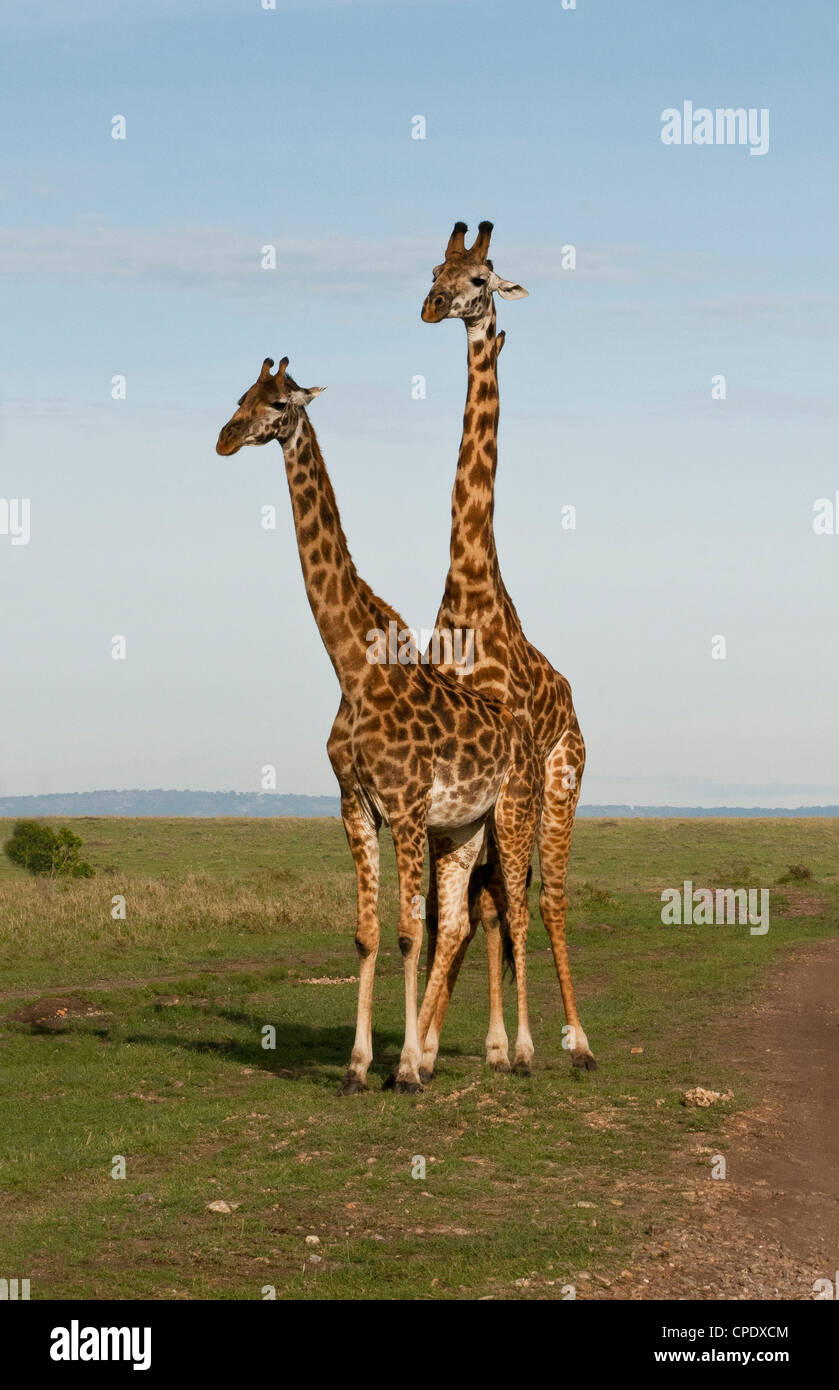 Giraffe mating Banque de photographies et d’images à haute résolution ...