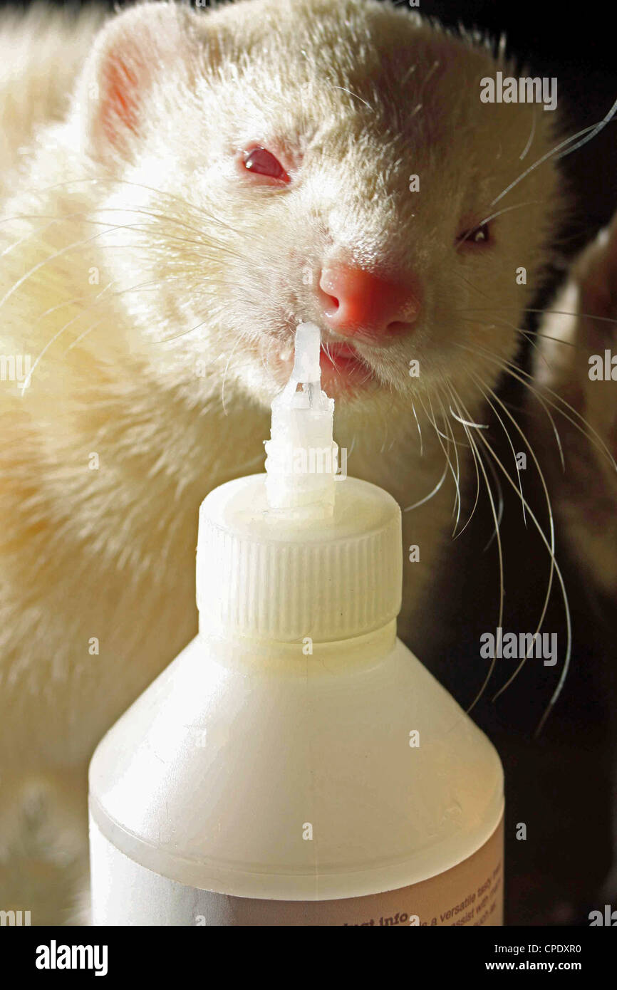 Furet commun Banque de photographies et d’images à haute résolution - Alamy
