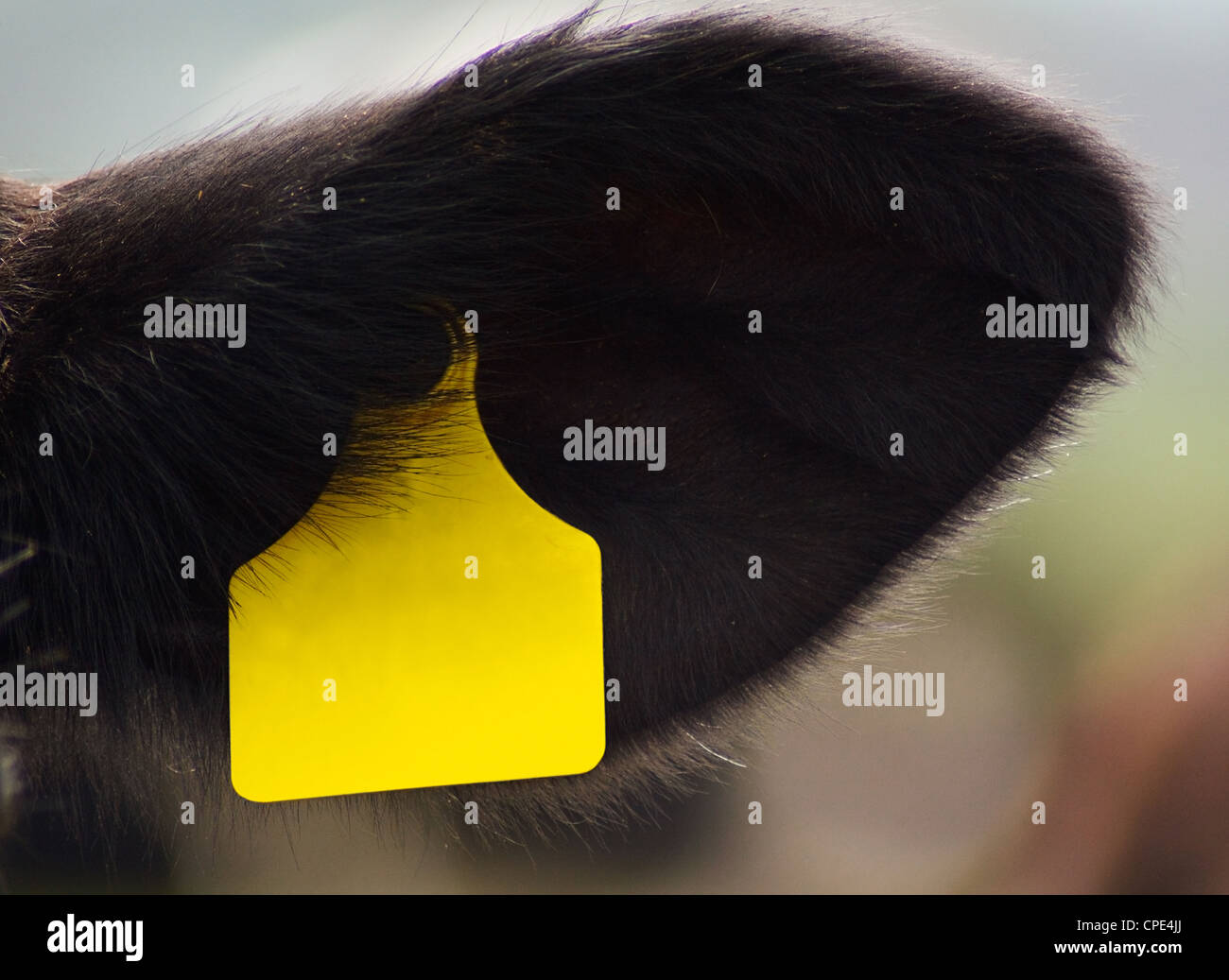 L'étiquette d'identification de la vache folle dans l'oreille avec un ...