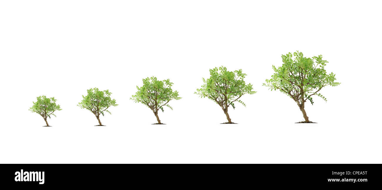 Évolution d'un arbre à différentes étapes de la croissance Photo Stock ...