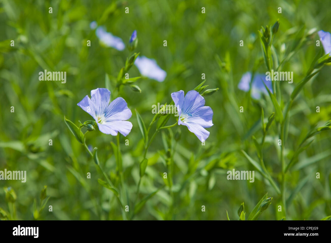Plantes de lin Banque de photographies et d’images à haute résolution ...