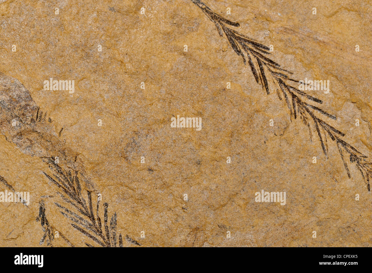 Avec les modèles de pierre préhistoriques fern Photo Stock - Alamy