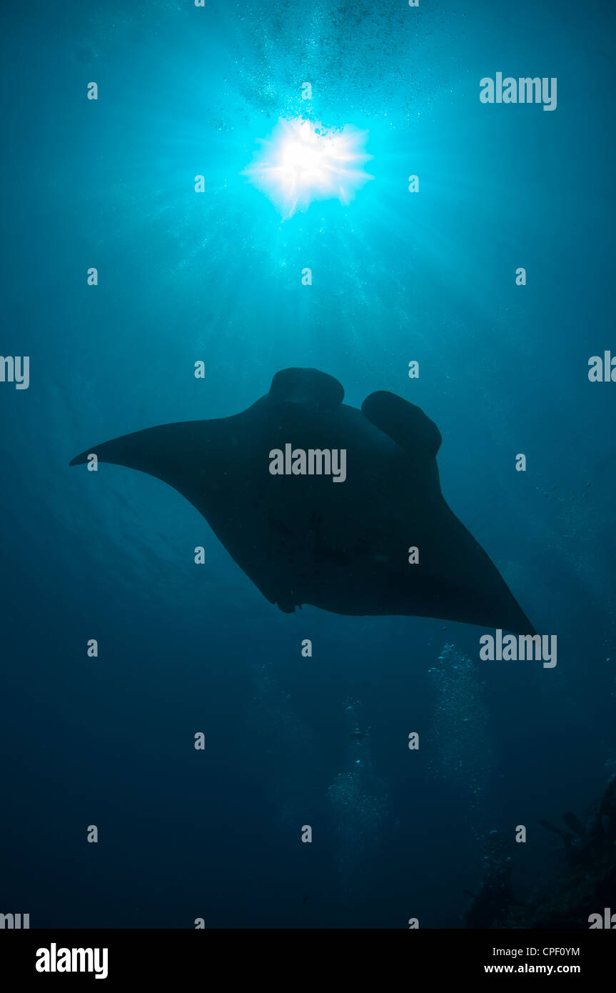 La vie des poissons sous marins aux maldives Banque de photographies et ...