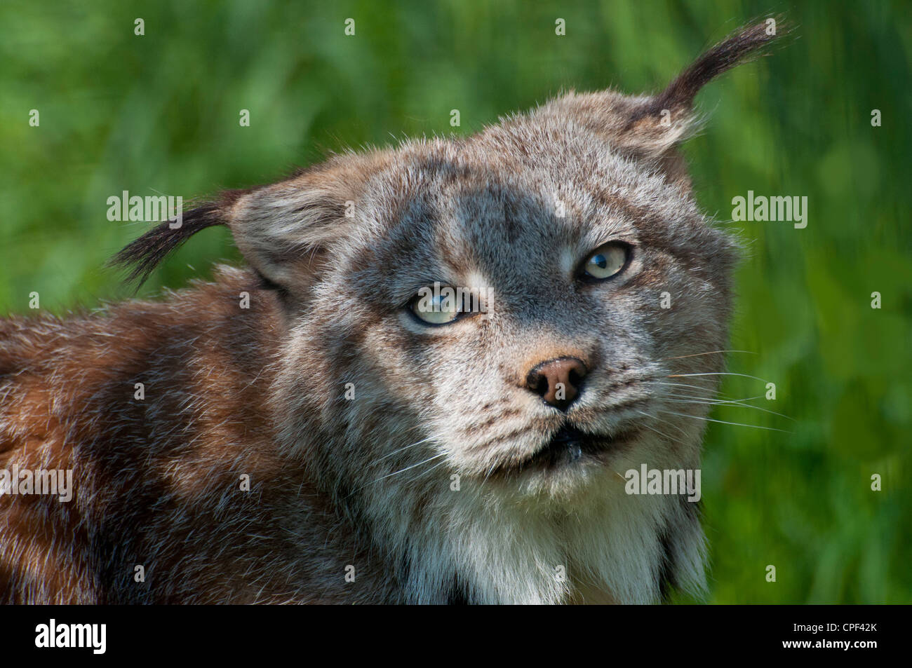 Canadian lynx quebec canada Banque de photographies et d’images à haute ...