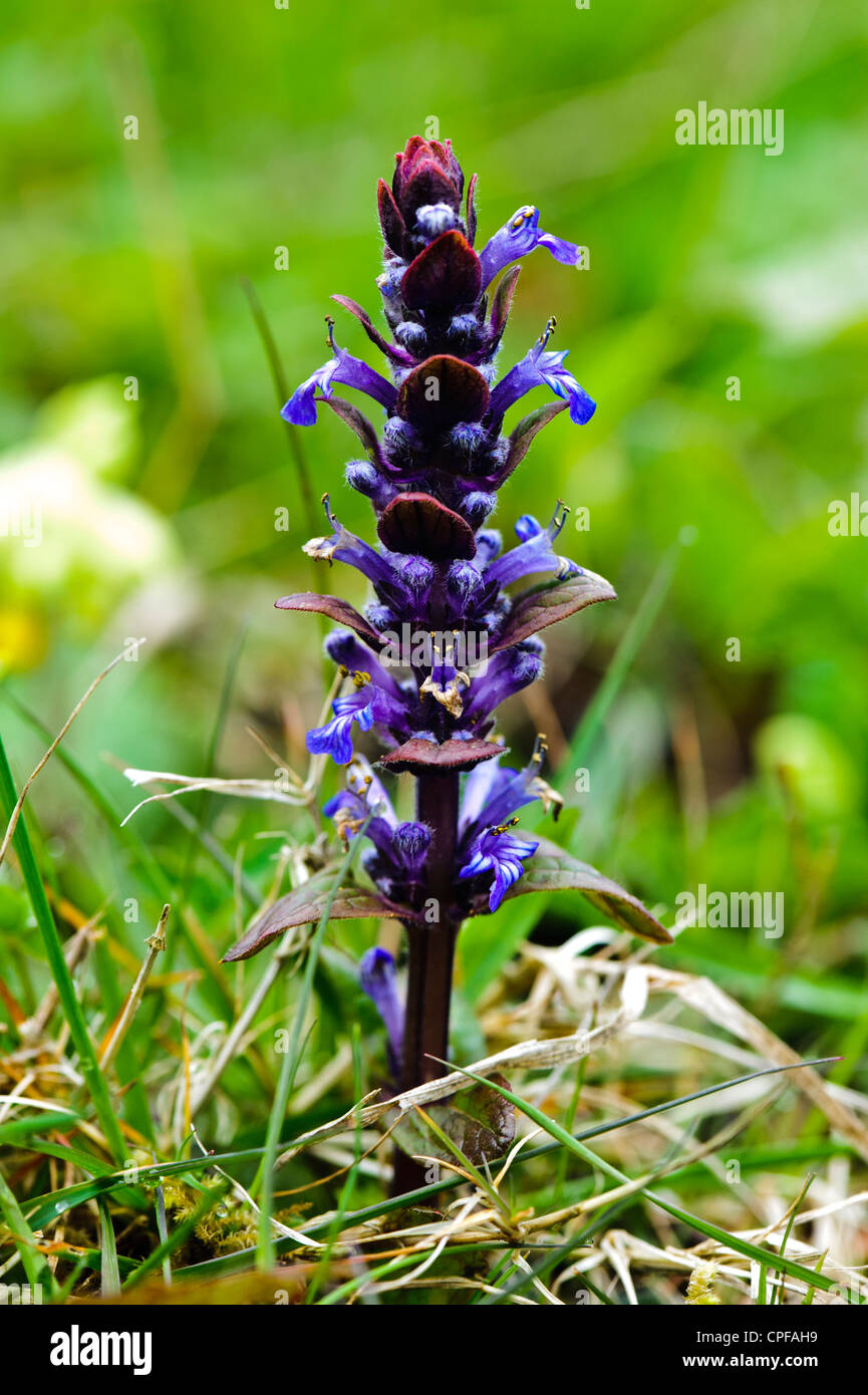 Fleur sauvage britannique Banque de photographies et d’images à haute ...
