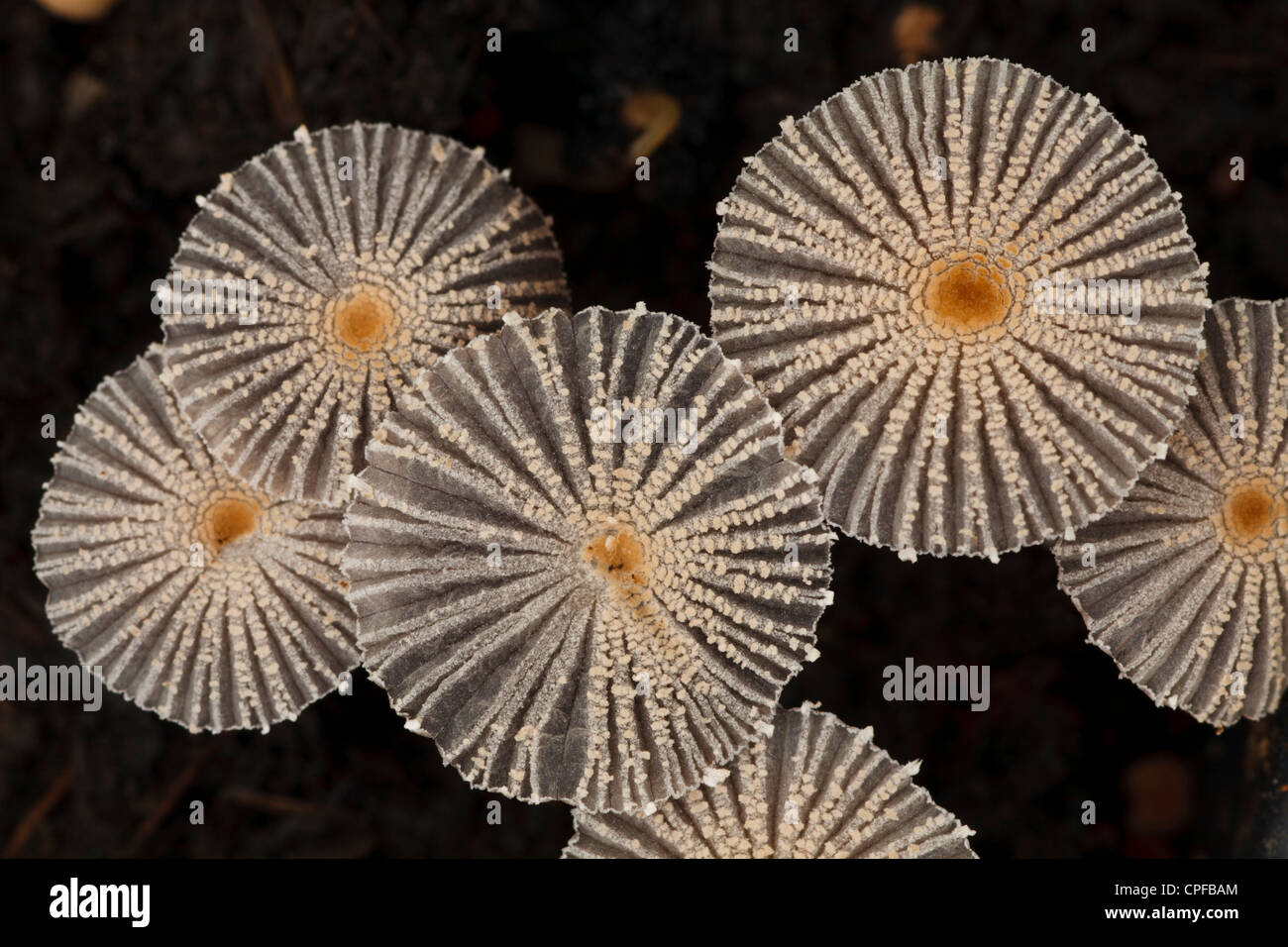 Coprinus sp Banque de photographies et d’images à haute résolution - Alamy