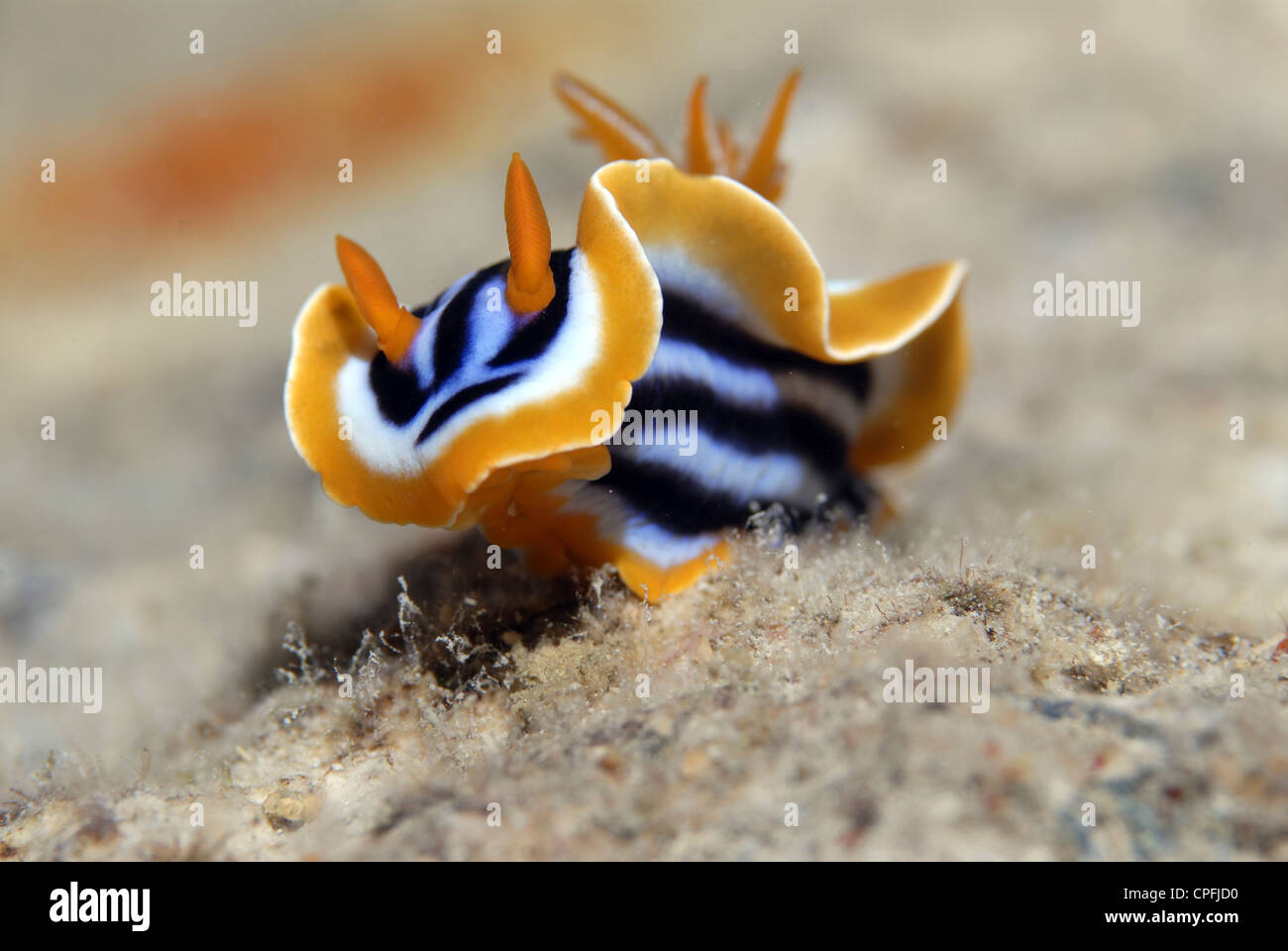 Pyjama nudibranche chromodoris quadricolor Banque de photographies et d ...