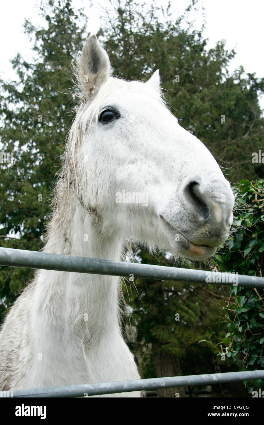 Cheval gris Banque de photographies et d’images à haute résolution - Alamy