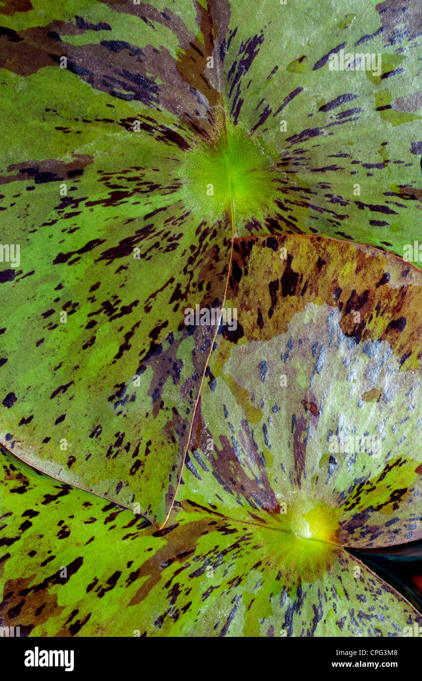 Feuilles de lys Banque de photographies et d’images à haute résolution ...