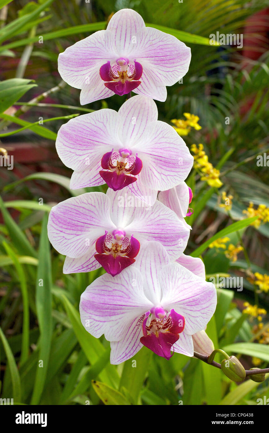 Orchid House, Royal Botanical Garden, Peradeniya, Kandy, Sri Lanka ...