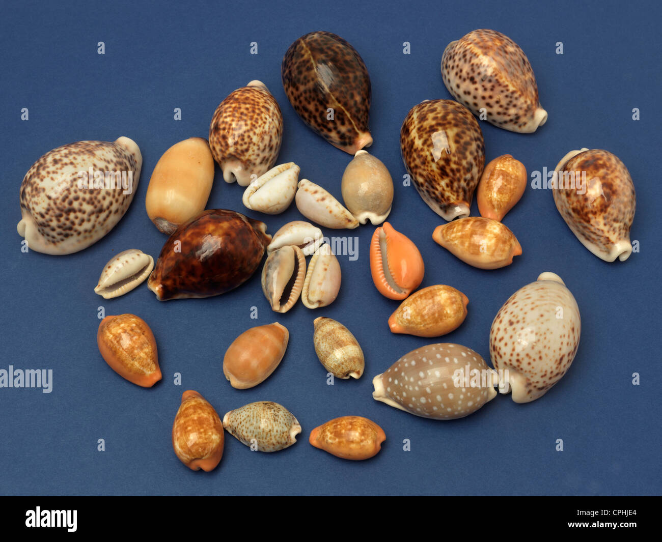 Cauri shells Banque de photographies et d’images à haute résolution - Alamy