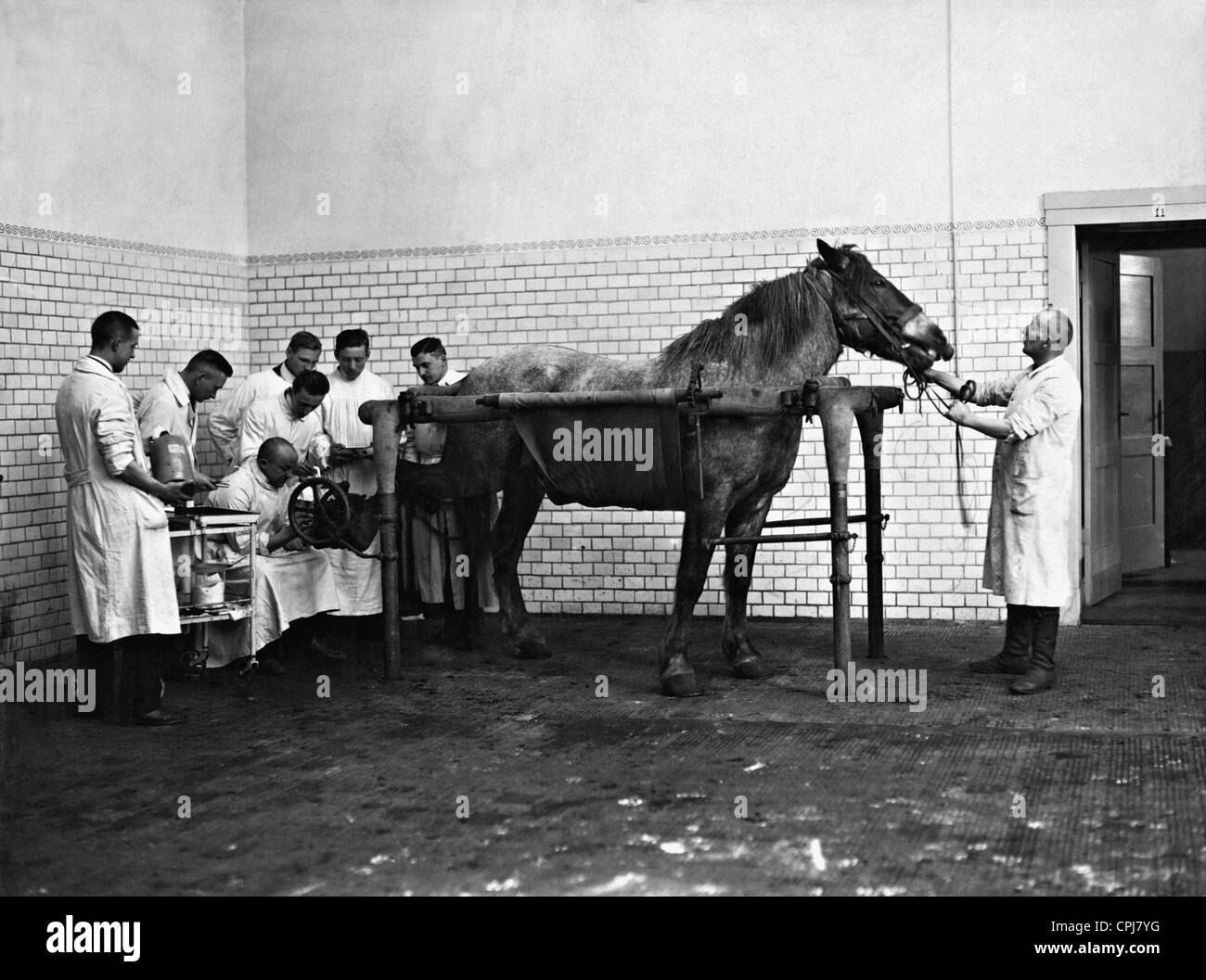 Chirurgie cheval Banque de photographies et d’images à haute résolution ...
