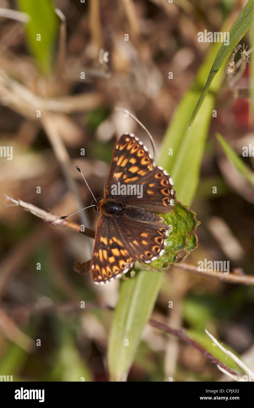 Papillon rare Banque de photographies et d’images à haute résolution ...