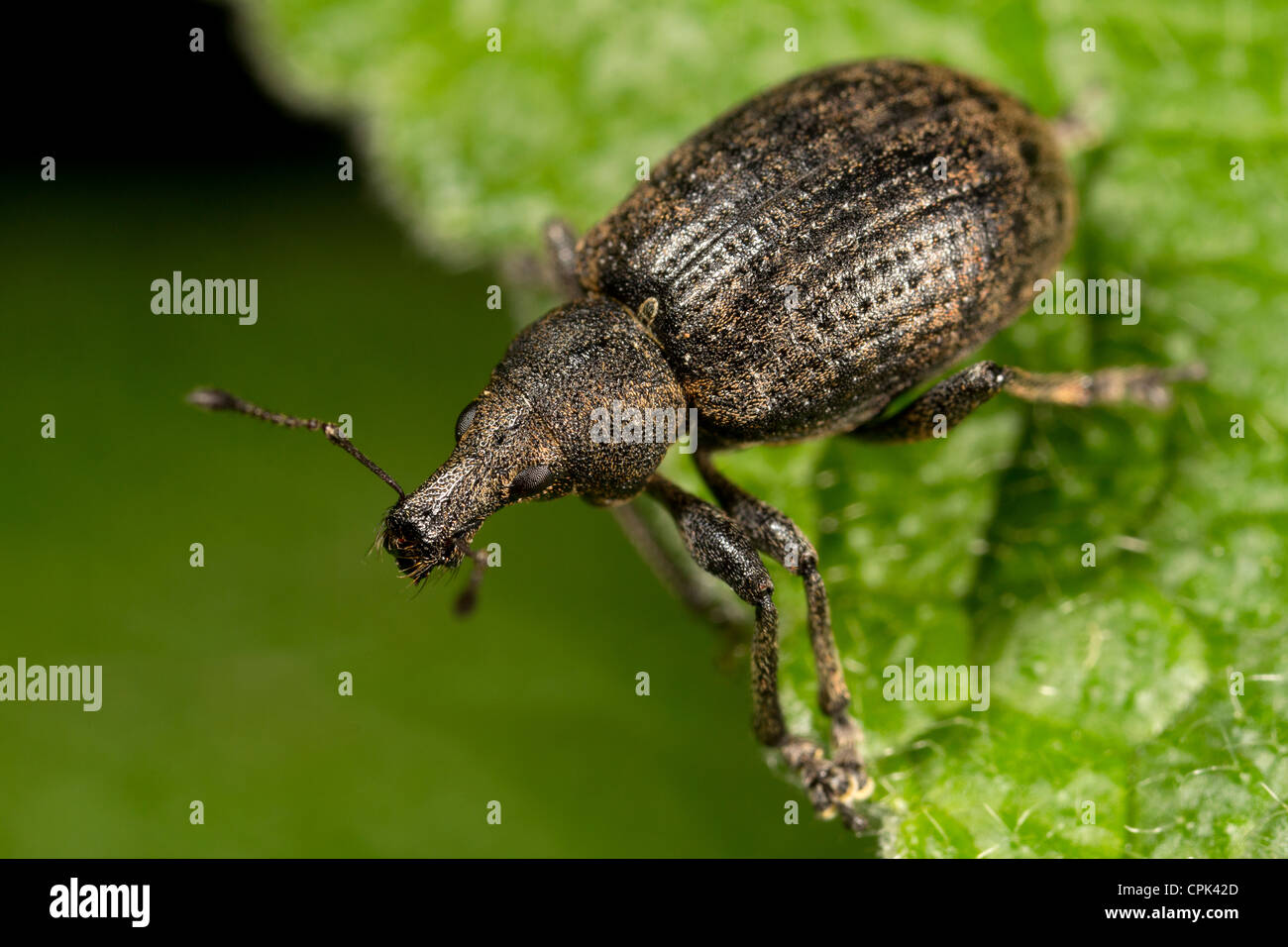 Flour beetle Banque de photographies et d’images à haute résolution - Alamy