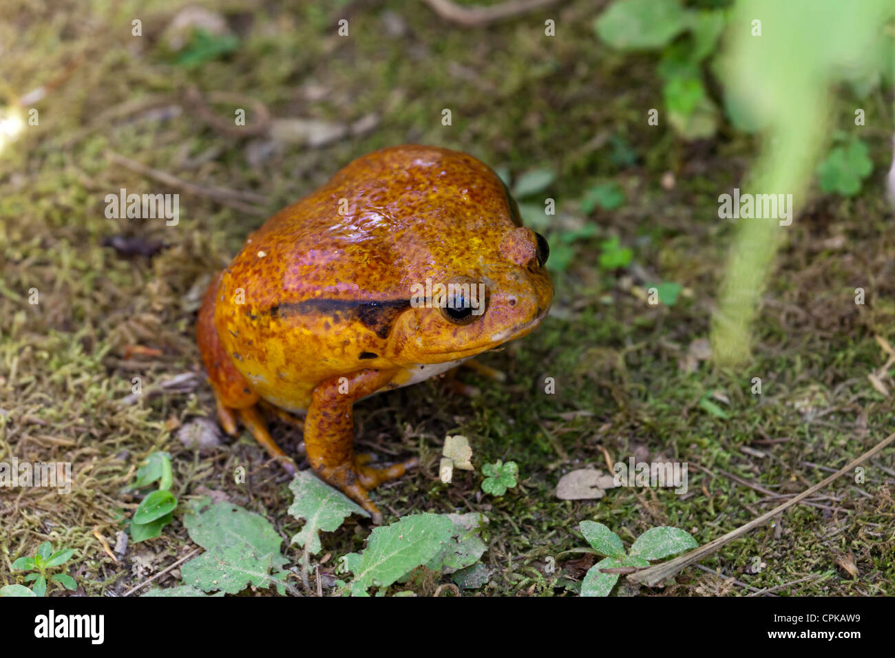 La grenouille tomate ou Crapaud rouge de Madagascar (Dyscophus ...