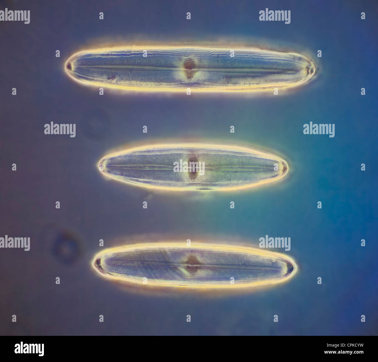 Neidium sp Banque de photographies et d’images à haute résolution - Alamy