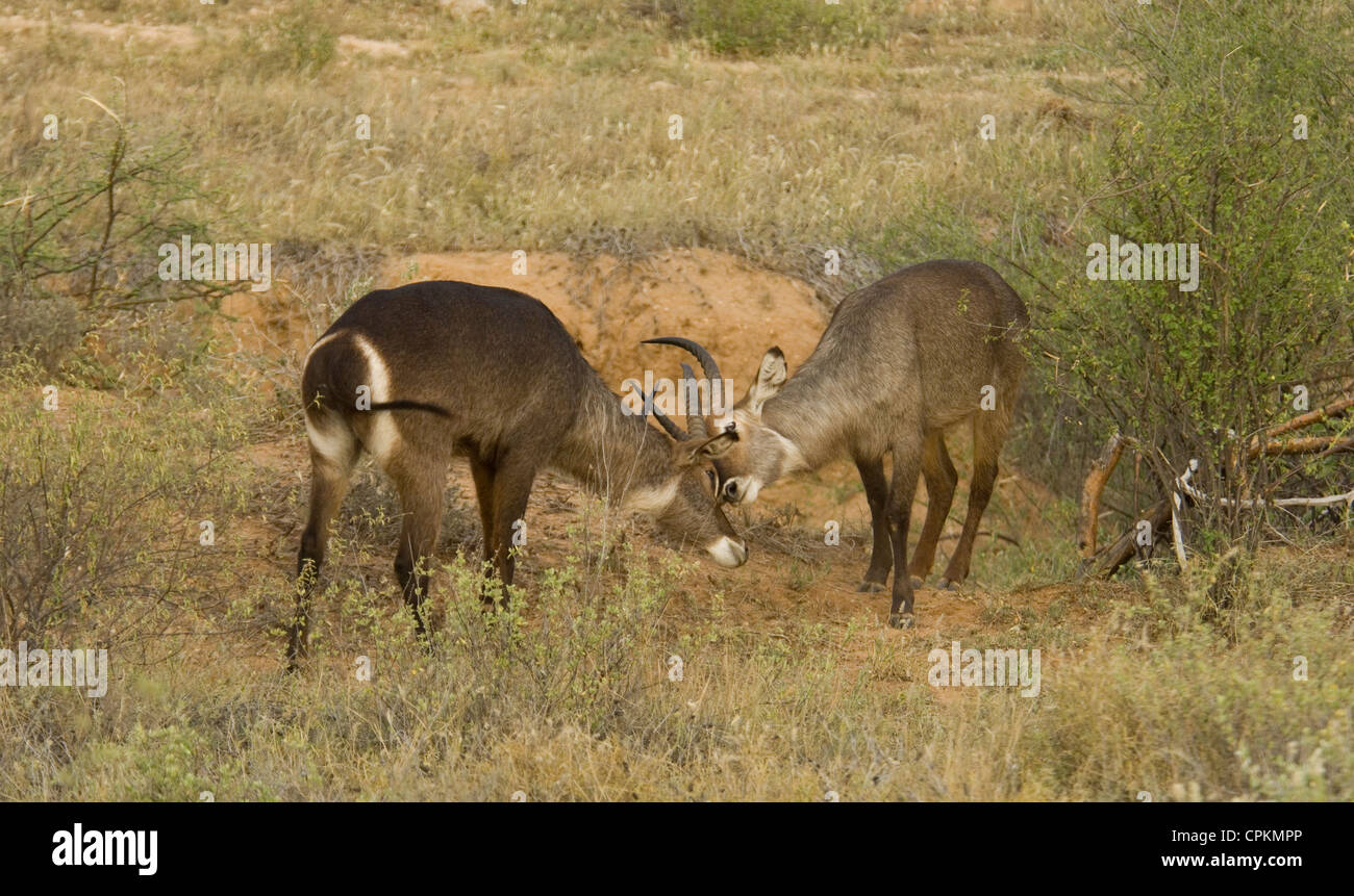 Common waterbuck Banque de photographies et d’images à haute résolution ...